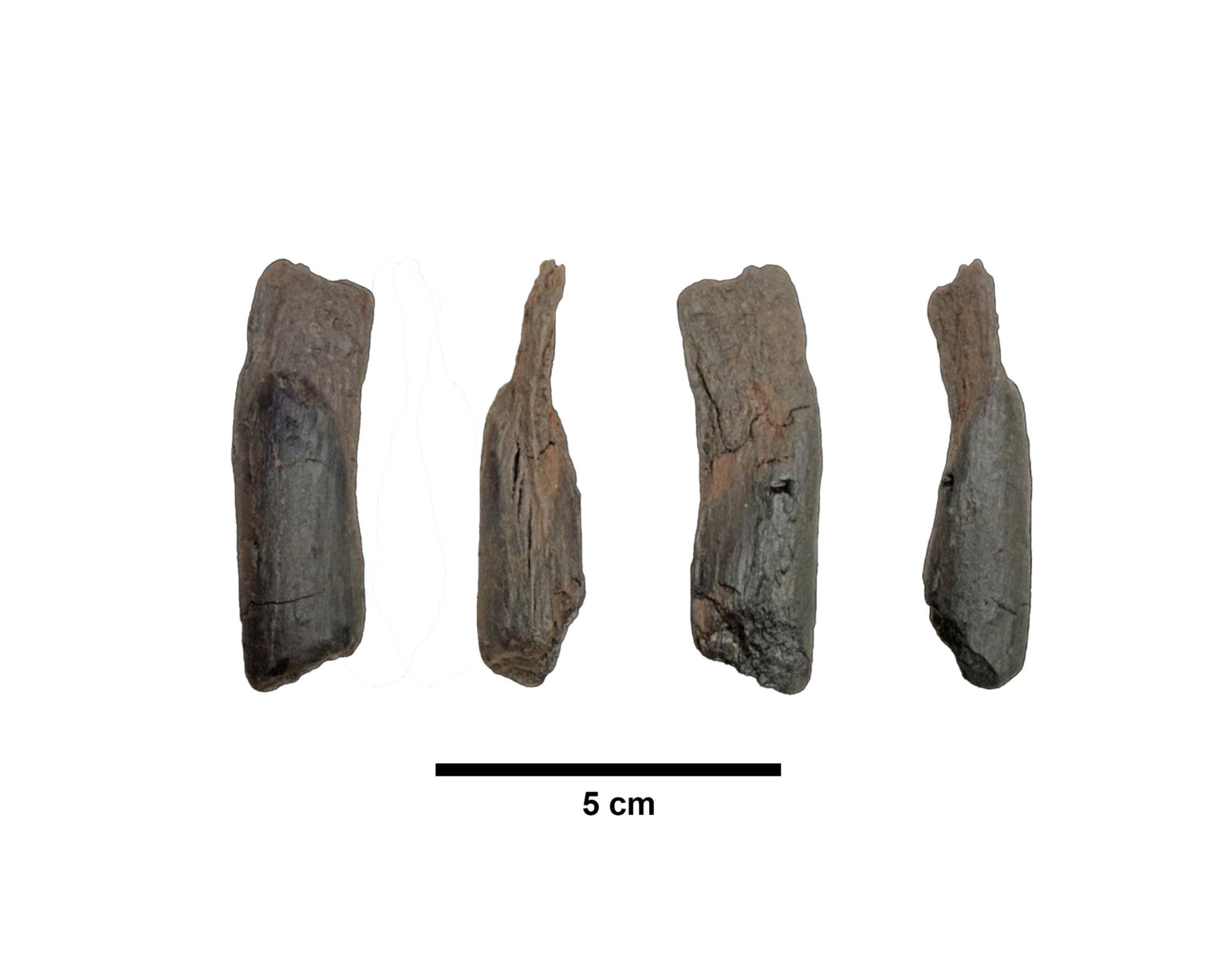 Scientists discover the oldest known wooden tools in Megalopolis ...